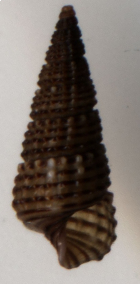 Bittium? , Natura Mediterraneo | Forum Naturalistico