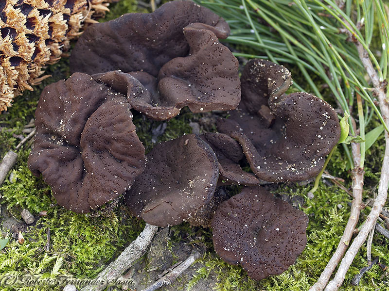 Discina perlata , Natura Mediterraneo | Forum Naturalistico