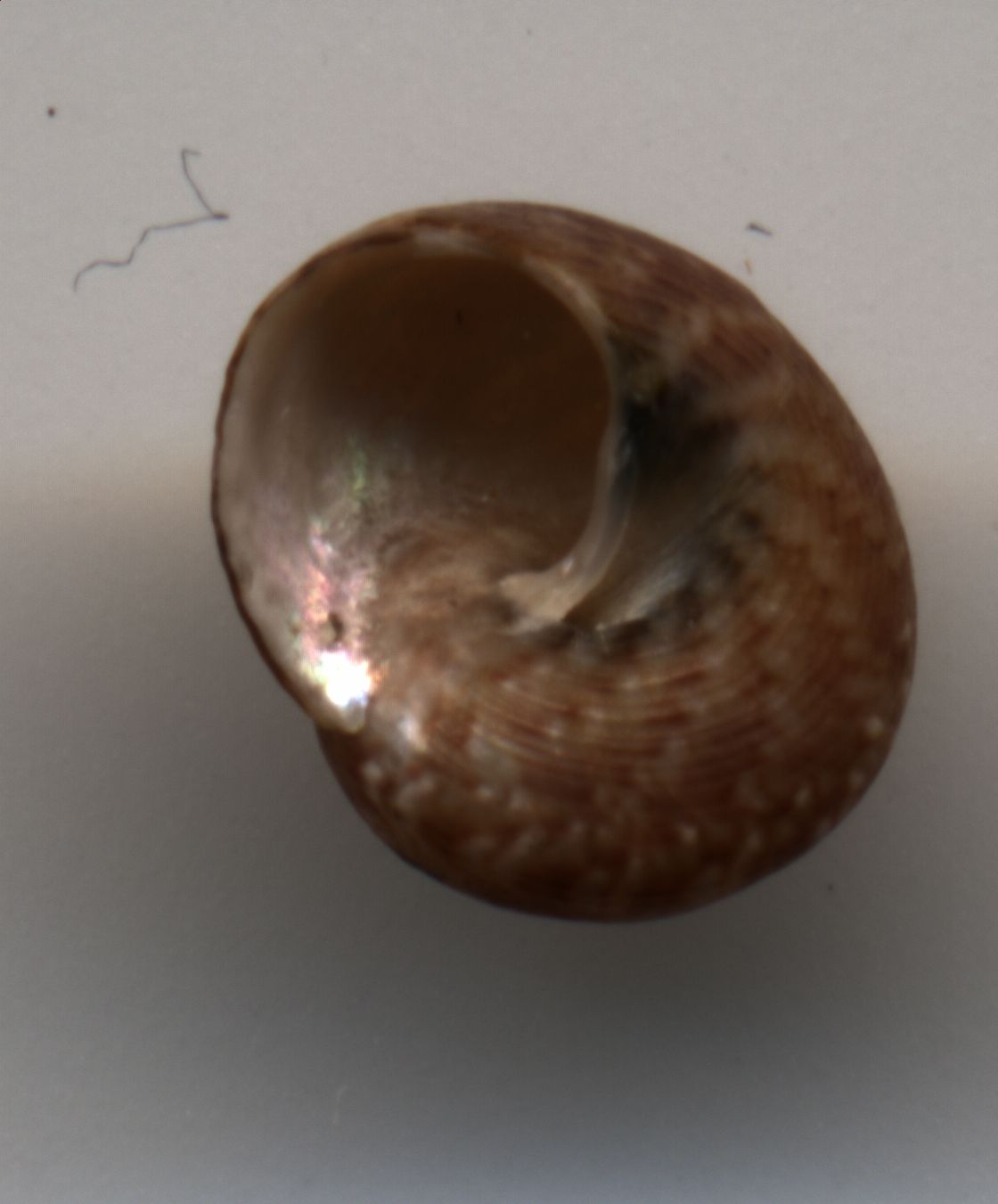 Gibbula? , Natura Mediterraneo | Forum Naturalistico