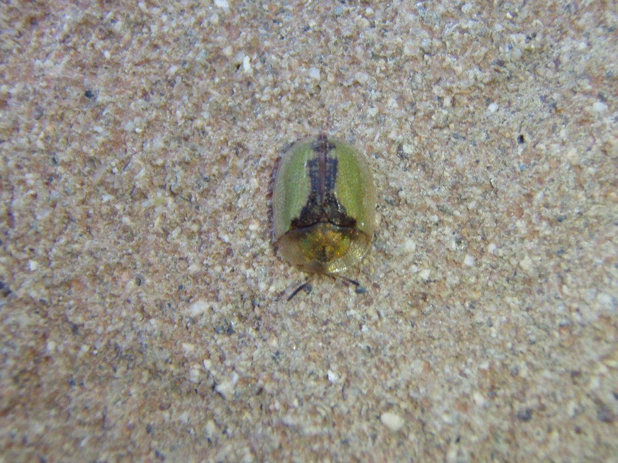 Cassida sp. , Natura Mediterraneo | Forum Naturalistico