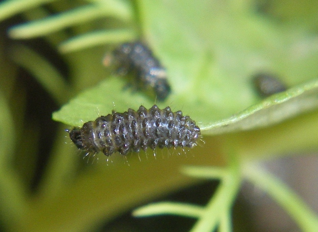 Phaedon cochleariae (Chrysomelidae) , Natura Mediterraneo | Forum ...