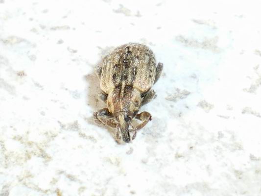 Hypera sp. , Natura Mediterraneo | Forum Naturalistico