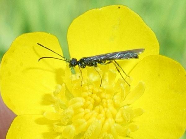 Piccolo imenottero lungo e smilzo... Cephus cfr. nigrinus , Natura ...