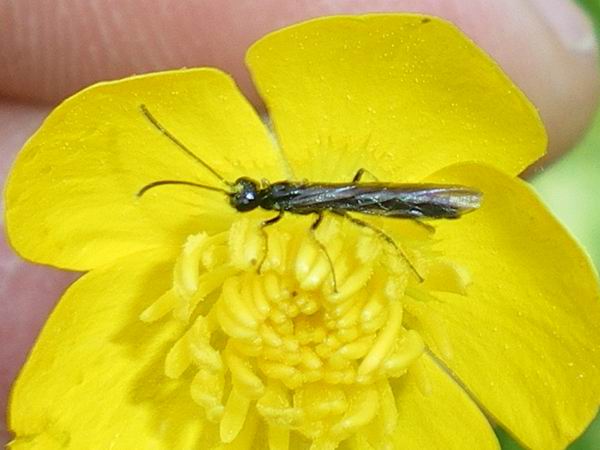 Piccolo imenottero lungo e smilzo... Cephus cfr. nigrinus , Natura ...