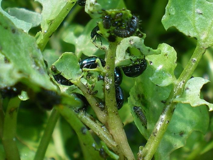 Phaedon cochleariae (Chrysomelidae) , Natura Mediterraneo | Forum ...