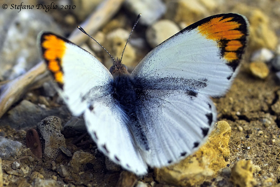 Colotis evagore - Desert Orange Tip , Natura Mediterraneo | Forum ...