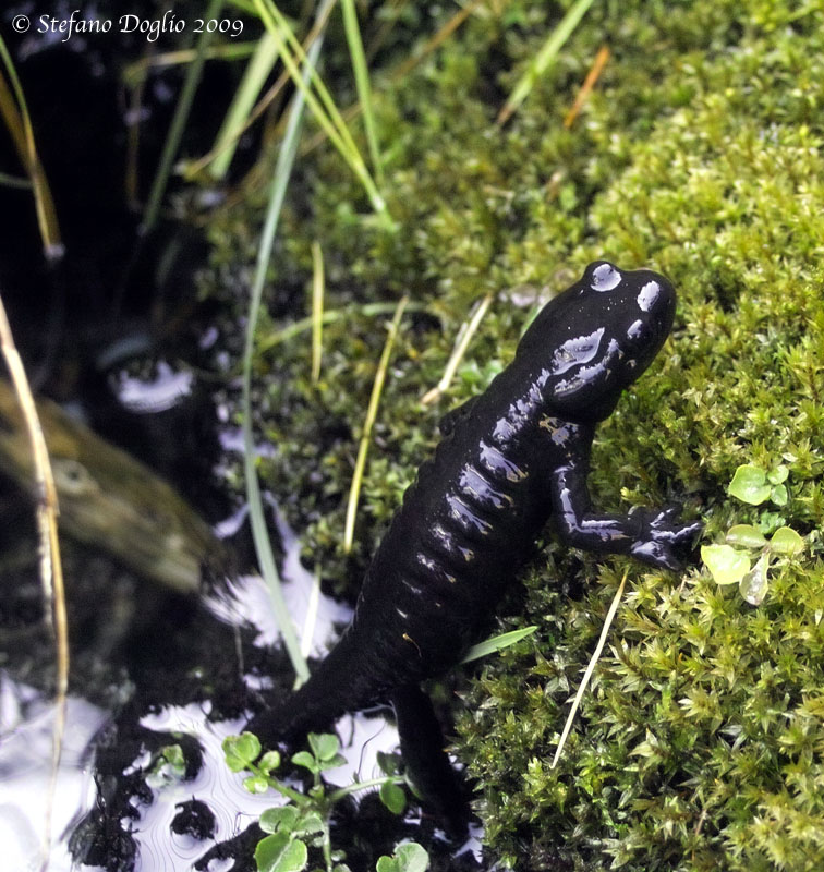 Salamandra lanzai , Natura Mediterraneo | Forum Naturalistico