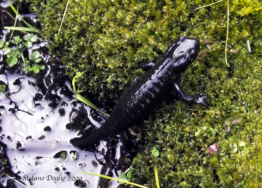 Salamandra lanzai , Natura Mediterraneo | Forum Naturalistico