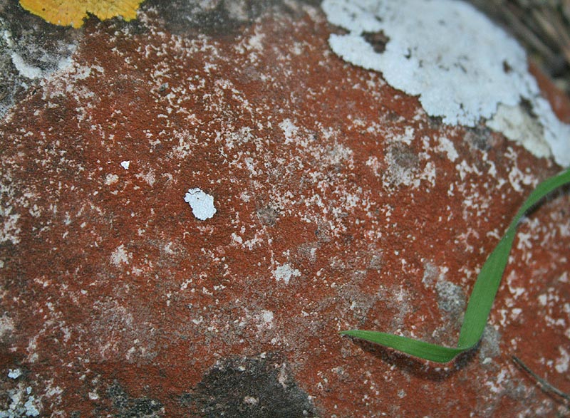 Belonia nidarosiensis / Topelia rosea ??? , Natura Mediterraneo | Forum ...