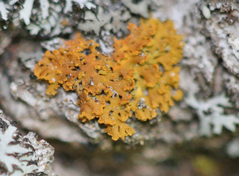 Xanthoria candelaria ?, Xanthoria fulva ? ... , Natura Mediterraneo ...