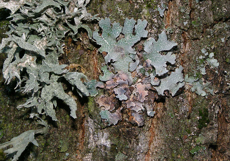 Referente a Marchandiomyces corallinus , Natura Mediterraneo | Forum ...