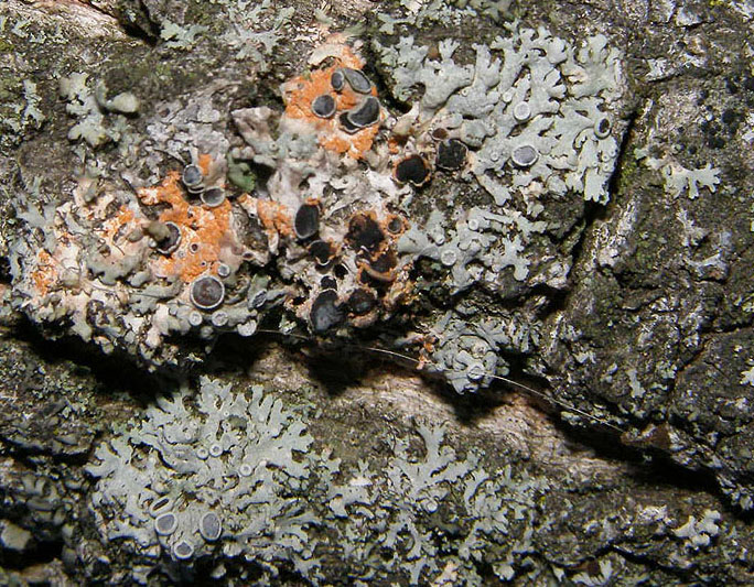 Referente a Marchandiomyces corallinus , Natura Mediterraneo | Forum ...