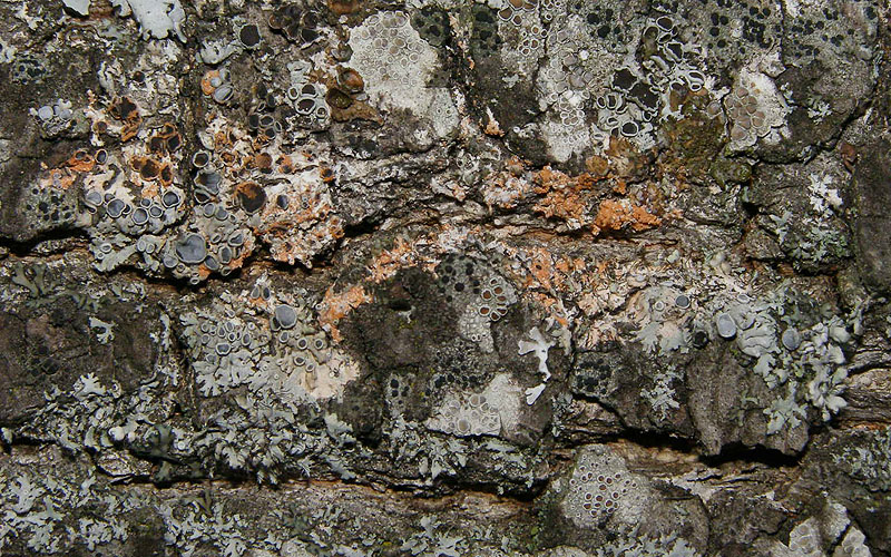 Referente a Marchandiomyces corallinus , Natura Mediterraneo | Forum ...