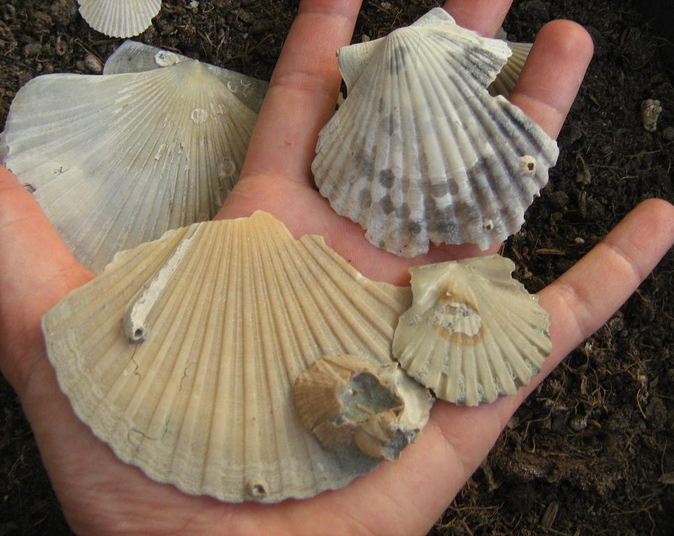 Pecten e dettagli , Natura Mediterraneo | Forum Naturalistico