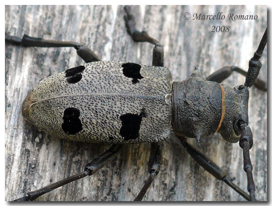 Insetti dalla Croazia: 5. Morimus asper funereus (Cerambycidae ...