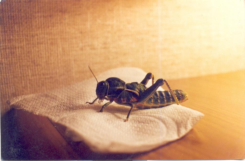 Pamphagus sardeus , Natura Mediterraneo | Forum Naturalistico