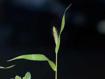 Gramigna con spiga appiccicosa - Setaria sp. , Natura Mediterraneo ...