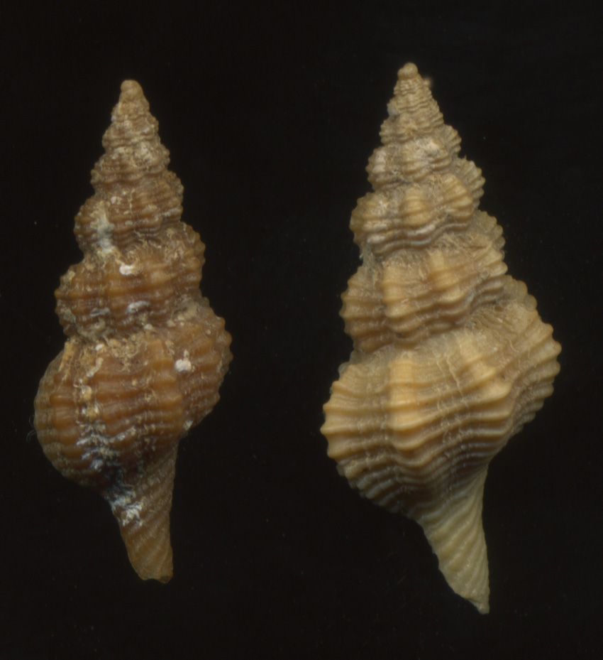 Fusinus rudis? , Natura Mediterraneo | Forum Naturalistico