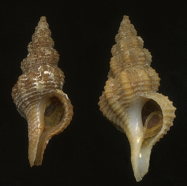 Fusinus rudis? , Natura Mediterraneo | Forum Naturalistico