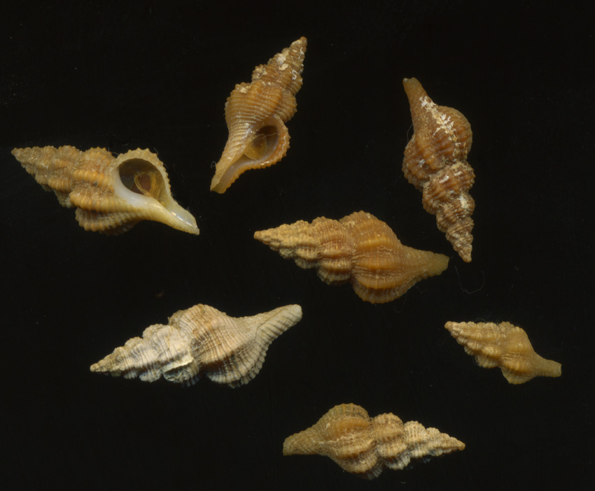 Fusinus rudis? , Natura Mediterraneo | Forum Naturalistico