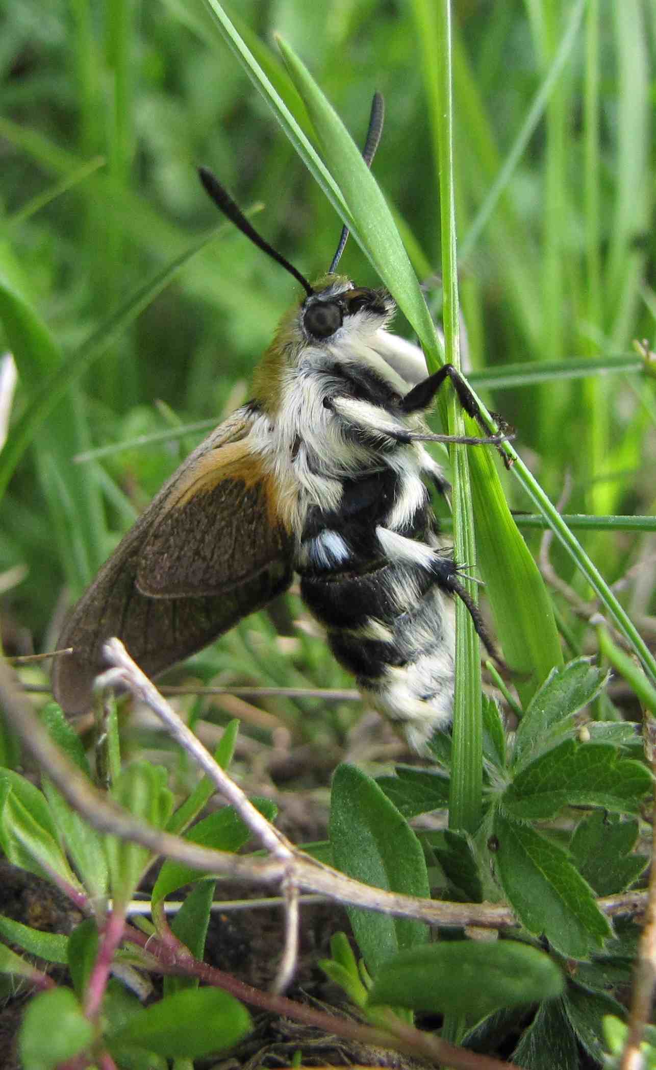 falena a tagliacozzo , Natura Mediterraneo | Forum Naturalistico