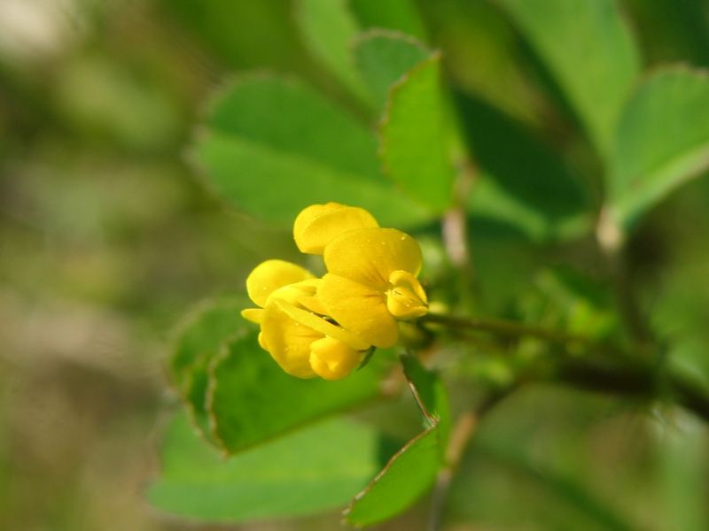 Leguminosa ? - Medicago sp. , Natura Mediterraneo | Forum Naturalistico