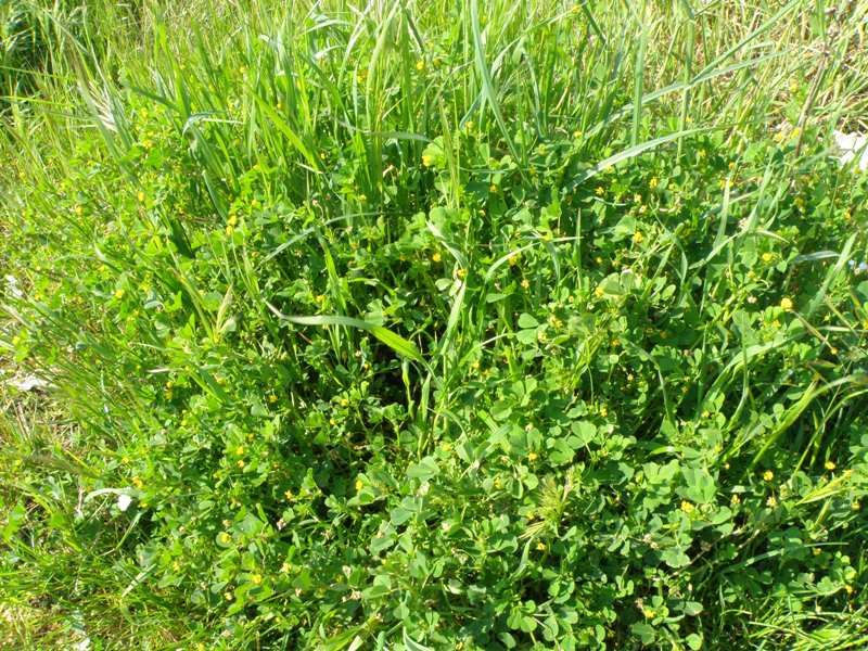 Leguminosa ? - Medicago sp. , Natura Mediterraneo | Forum Naturalistico