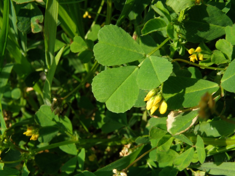 Leguminosa ? - Medicago sp. , Natura Mediterraneo | Forum Naturalistico