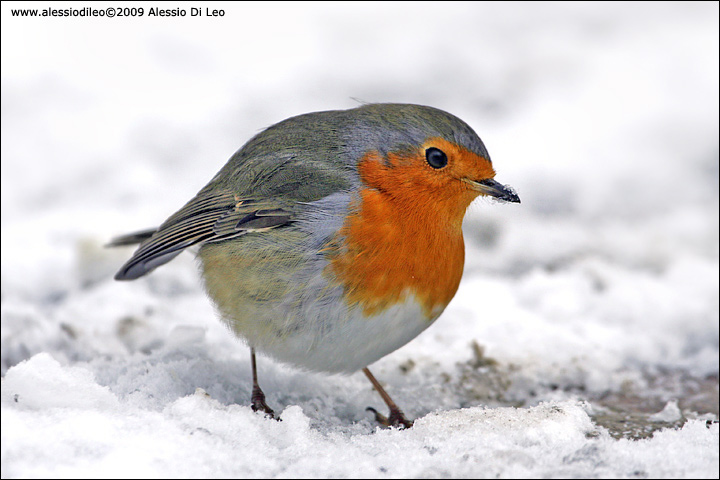 Pettirossi , Natura Mediterraneo | Forum Naturalistico