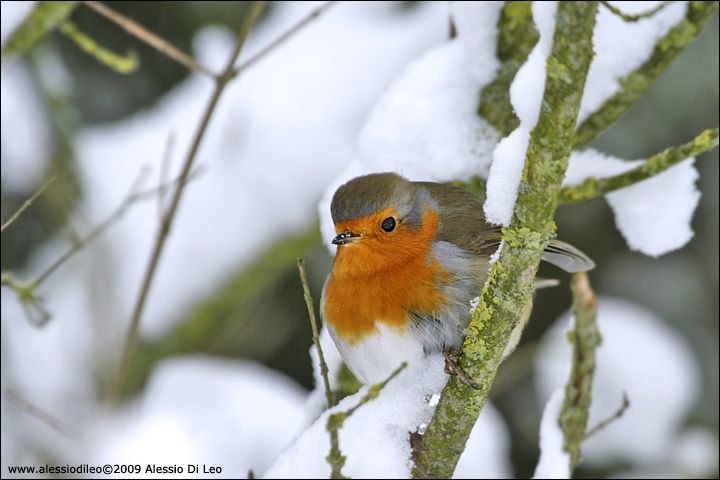 Pettirossi , Natura Mediterraneo | Forum Naturalistico