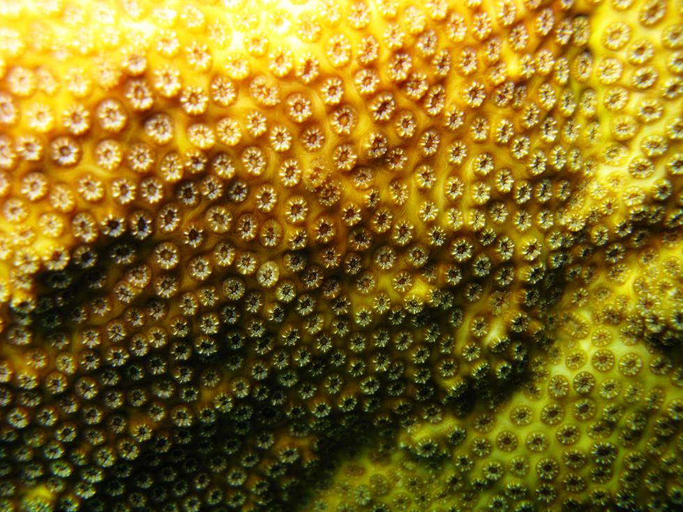 Oculina patagonica , Natura Mediterraneo | Forum Naturalistico