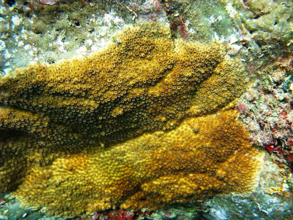 Oculina patagonica , Natura Mediterraneo | Forum Naturalistico