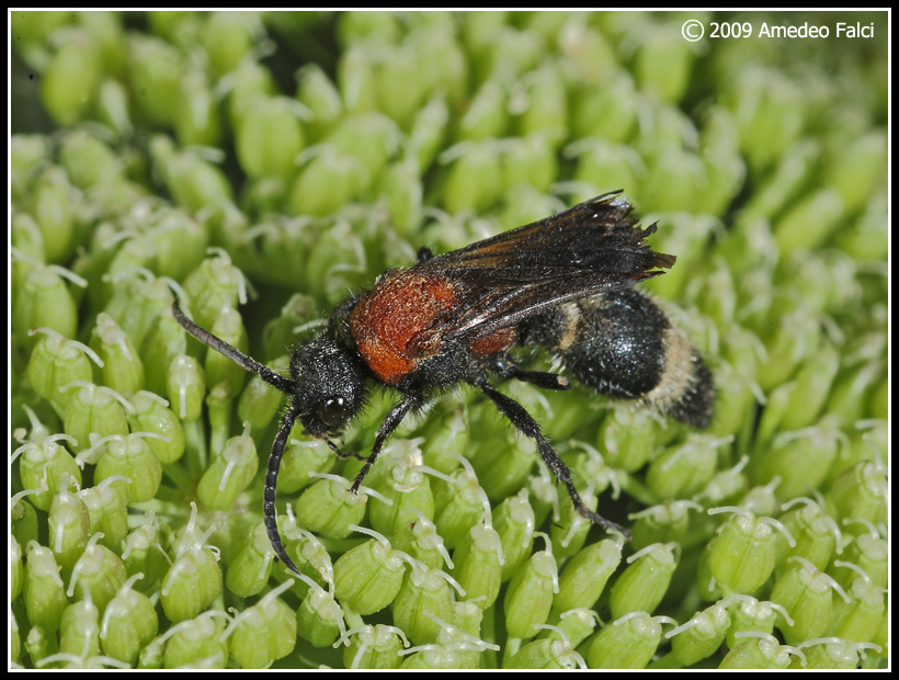 Dasylabris maura maura (Mutillidae) , Natura Mediterraneo | Forum ...