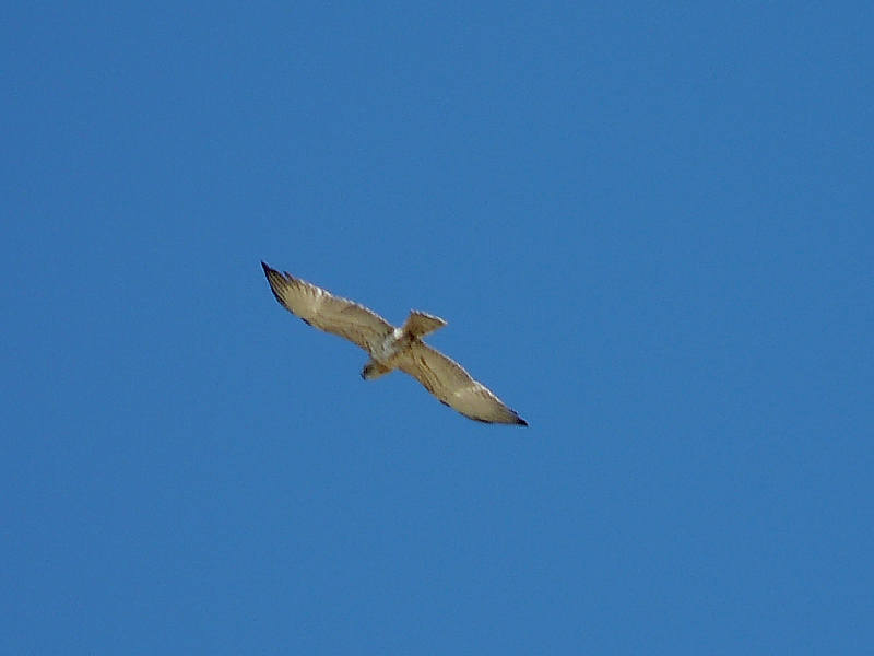 Biancone , Natura Mediterraneo | Forum Naturalistico