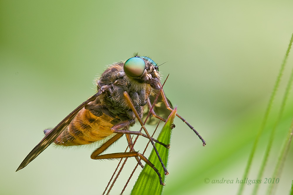 Atherix ibis ♂ (Athericidae) , Natura Mediterraneo | Forum Naturalistico