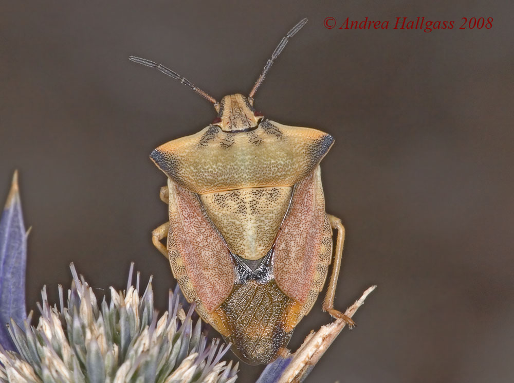 Carpocoris fuscispinus ???? , Natura Mediterraneo | Forum Naturalistico
