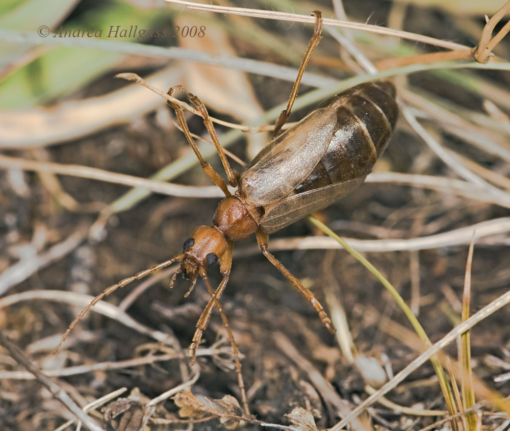 Femmina di Vesperus luridus (Vesperidae) , Natura Mediterraneo | Forum ...