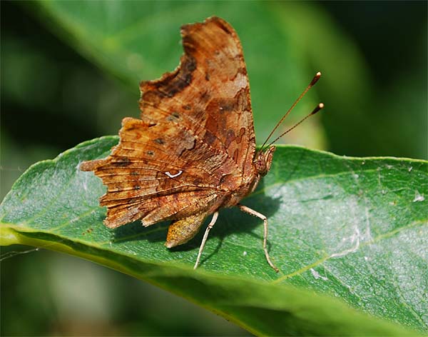 Polygonia c-album , Natura Mediterraneo | Forum Naturalistico