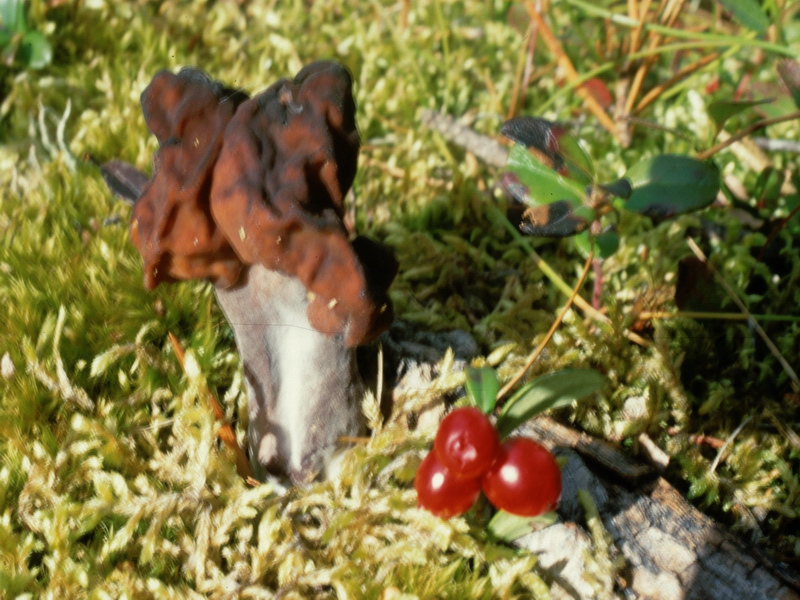 Specie interessanti dalla Lapponia , Natura Mediterraneo | Forum ...