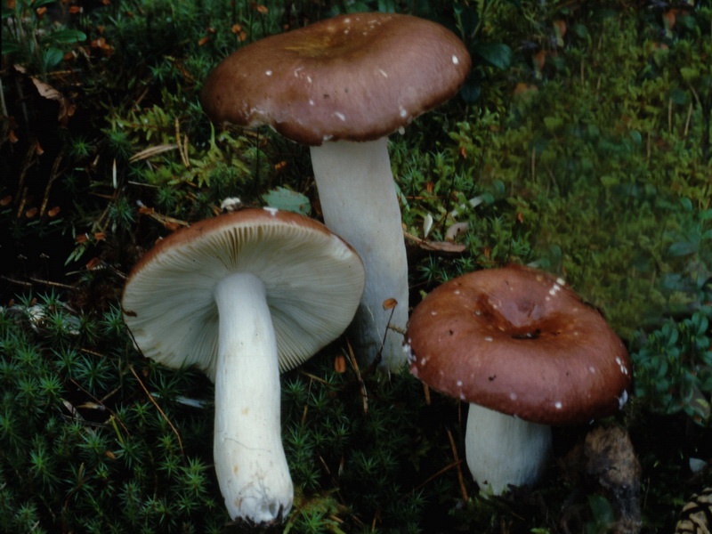 Specie interessanti dalla Lapponia 4 Le Russule , Natura Mediterraneo ...