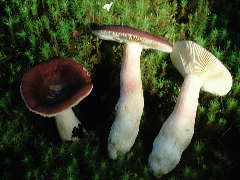 Specie interessanti dalla Lapponia 4 Le Russule , Natura Mediterraneo ...