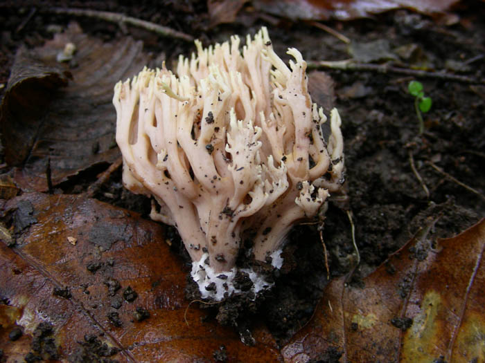 Ramaria , Natura Mediterraneo | Forum Naturalistico