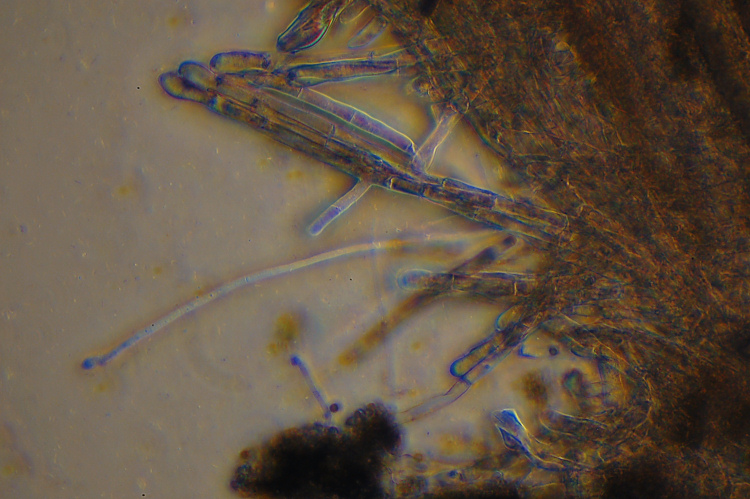 Myxomicete o muffa? , Natura Mediterraneo | Forum Naturalistico