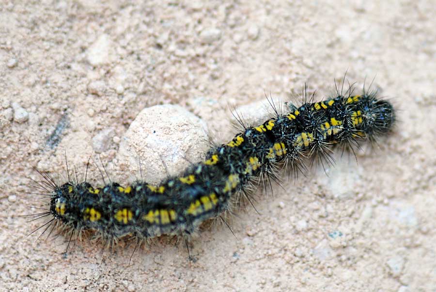 Bruco da identificare - Callimorpha dominula , Natura Mediterraneo ...