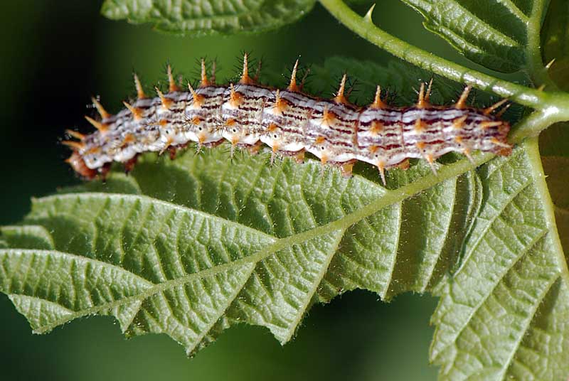 Bruco su rovo da identificare - Brenthis sp. , Natura Mediterraneo ...