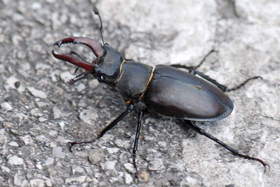 Il mio primo Cervo volante , Natura Mediterraneo | Forum Naturalistico