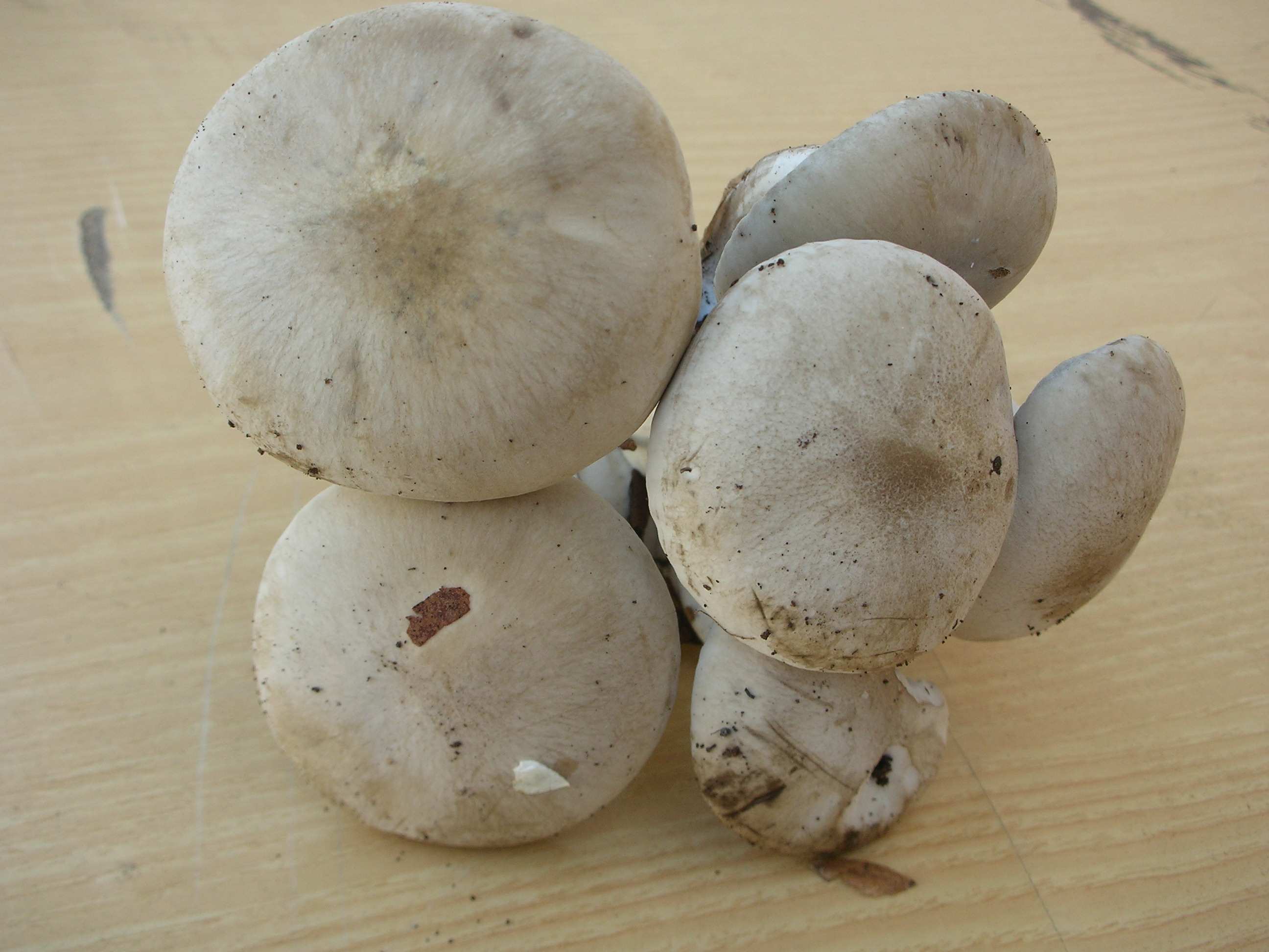 Lyophyllum????? , Natura Mediterraneo | Forum Naturalistico