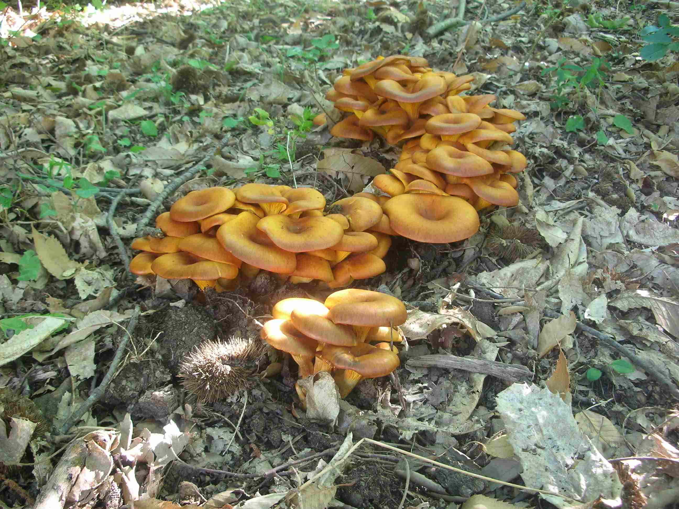 Omphalotus olearius , Natura Mediterraneo | Forum Naturalistico