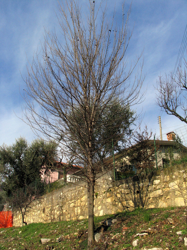 Ulmus minor / Olmo comune , Natura Mediterraneo | Forum Naturalistico