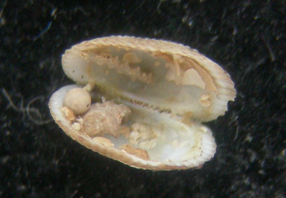 Anadara?, 500 m da Fiumicino , Natura Mediterraneo | Forum Naturalistico